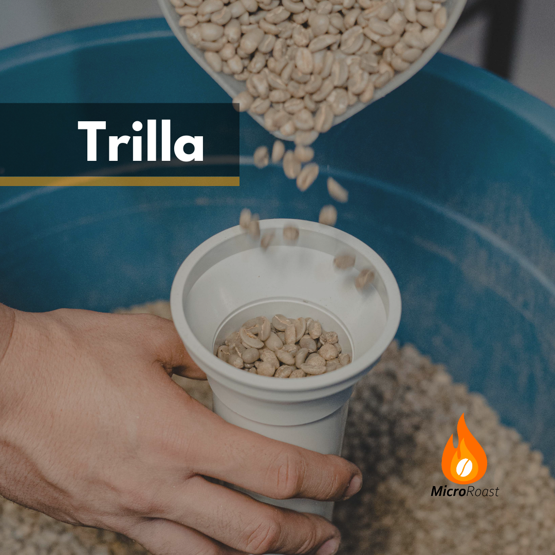 Trilla (por kg) - Speciality Coffee College (SCC)
